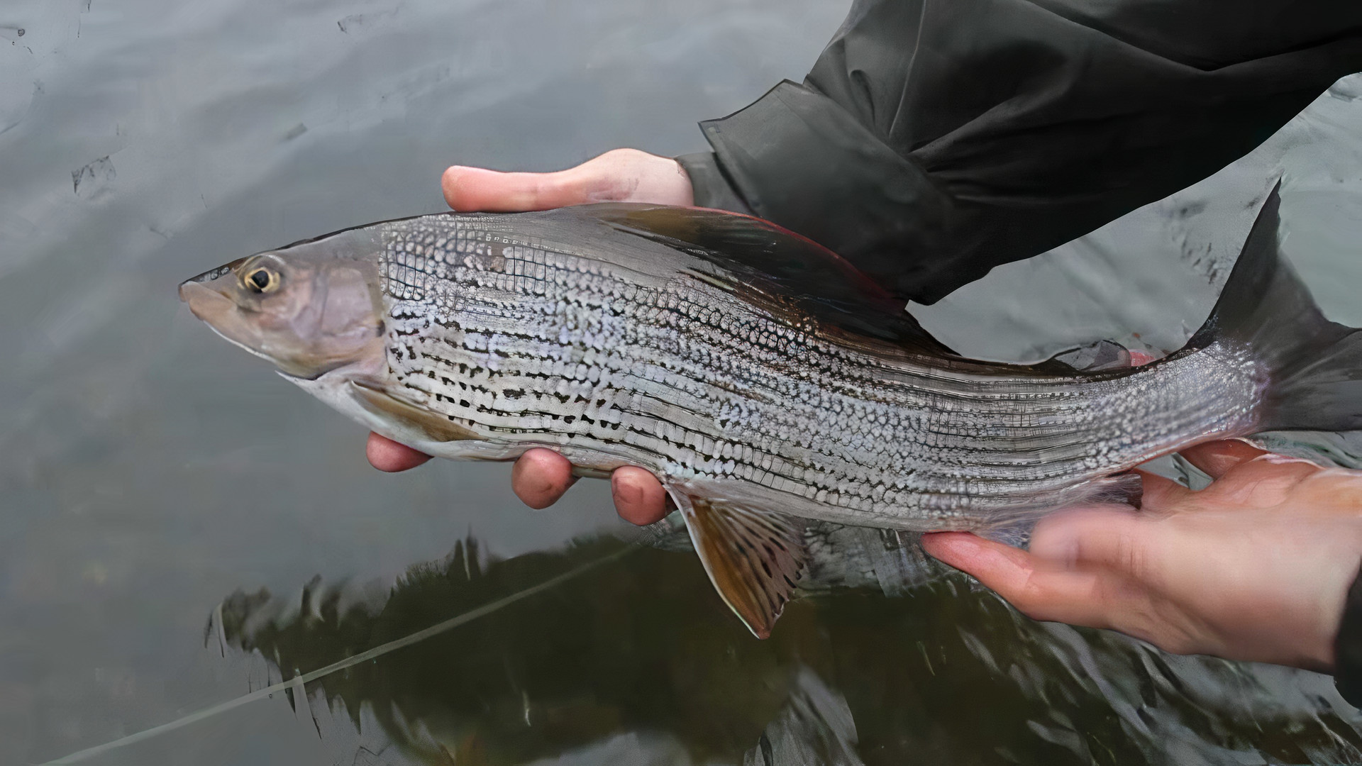 Grayling on the Nymph Leader - Fishing TV