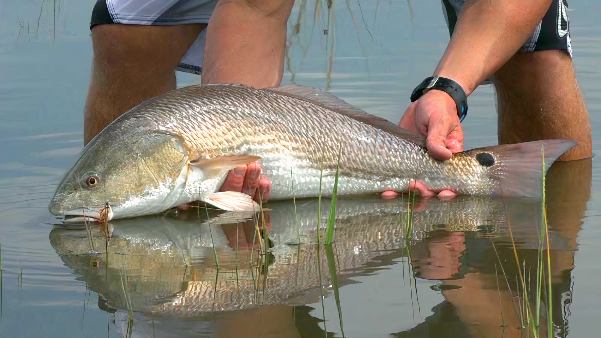 On Board for Redfish - watch this great fly fishing action on Fishing TV