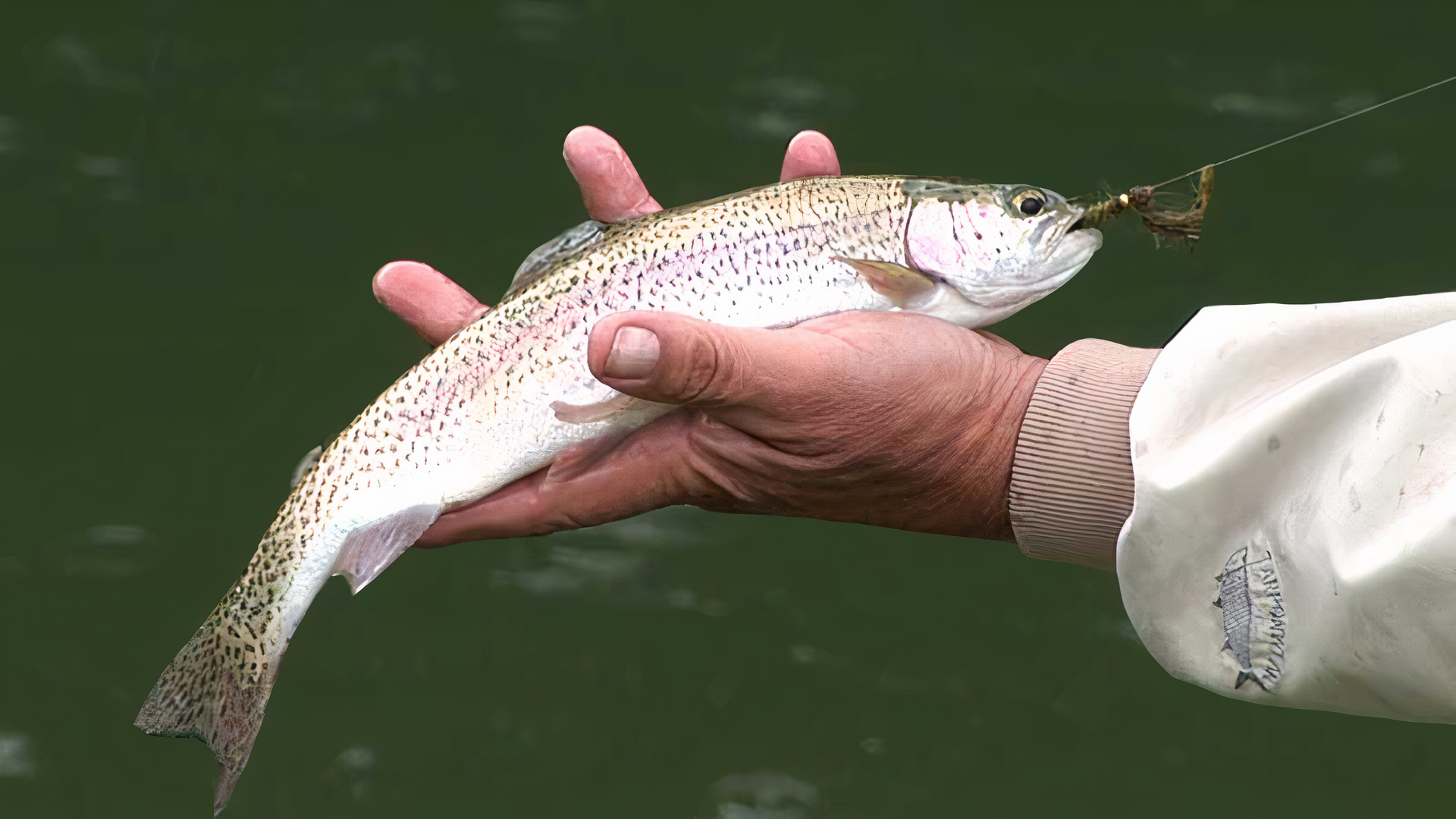 Trout on the Fly with Richard Zokol - Fins & Skins Classic on Fishing TV